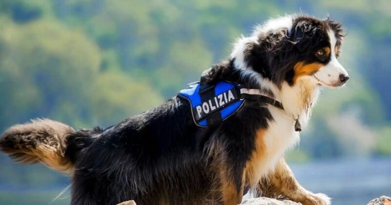 Addio a Night Spirit, il cane eroe del ponte Morandi